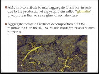Mycorrhizal association | PPTX