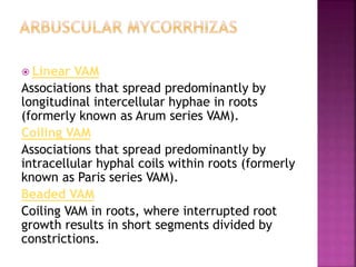 Mycorrhizal association in Plants | PPTX