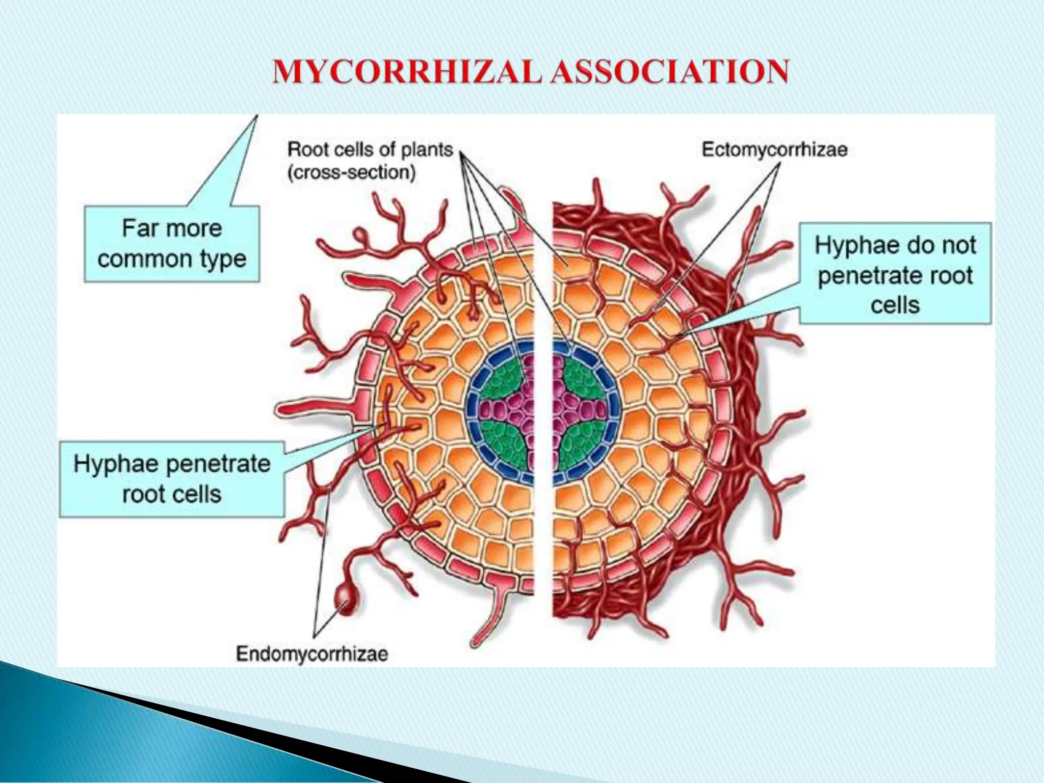 Mycorrhizal association, types of mycorrhizal association,.pdf
