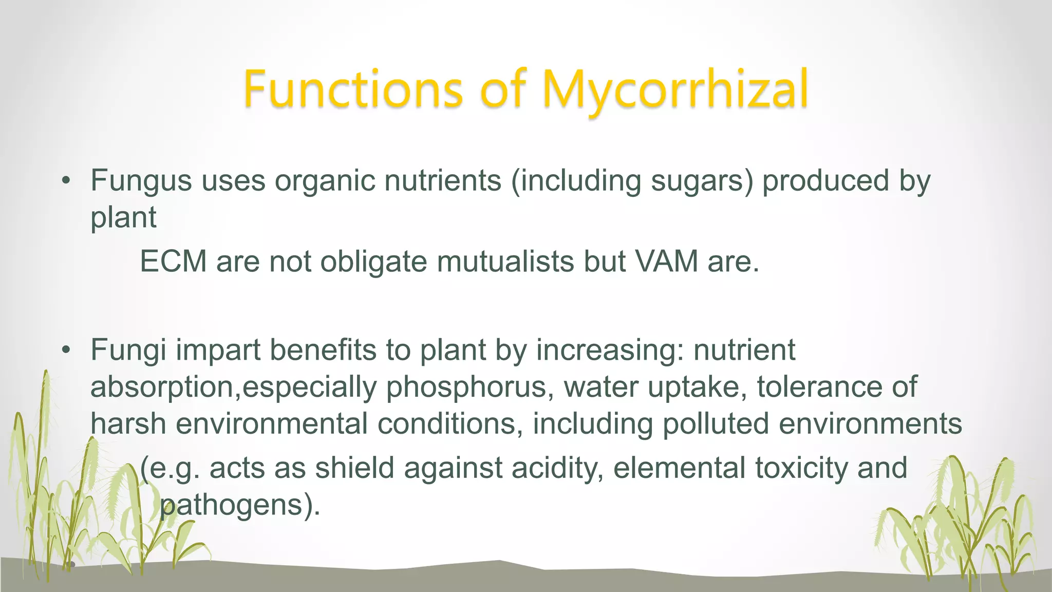 Mycorrhiza Biofertilizer: VAM | PPTX