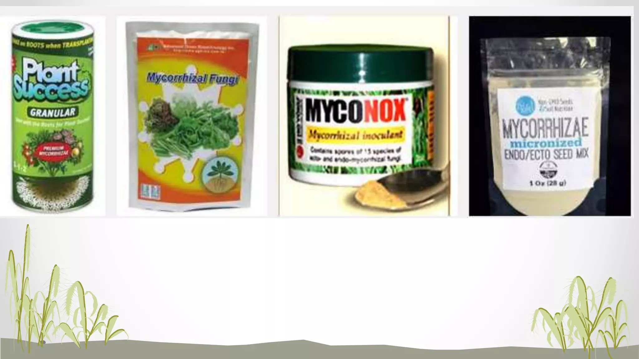 Mycorrhiza Biofertilizer: VAM | PPTX