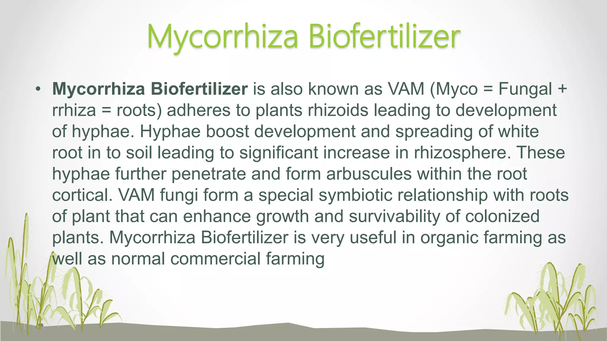 Mycorrhiza Biofertilizer: VAM | PPTX