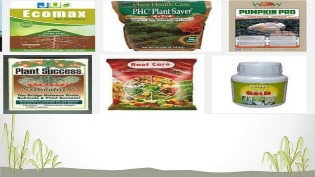 Mycorrhiza Biofertilizer: VAM | PPTX | Agriculture | Industries