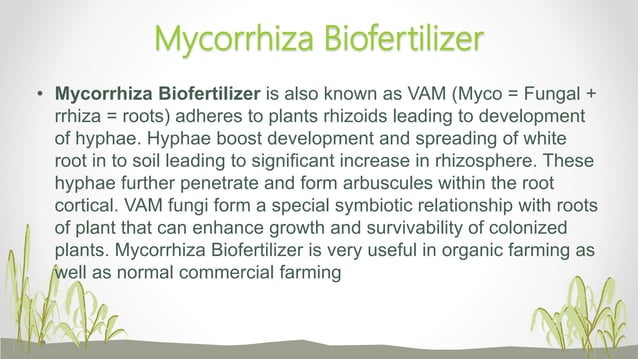 Mycorrhiza Biofertilizer: VAM | PPTX | Agriculture | Industries