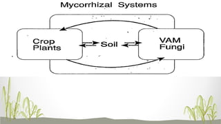 Mycorrhiza Biofertilizer: VAM | PPTX