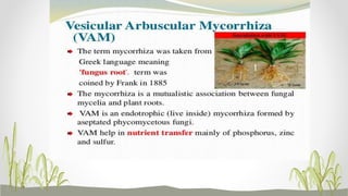 Mycorrhiza Biofertilizer: VAM | PPTX