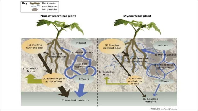 Mycorrhiza Biofertilizer: VAM | PPTX | Agriculture | Industries