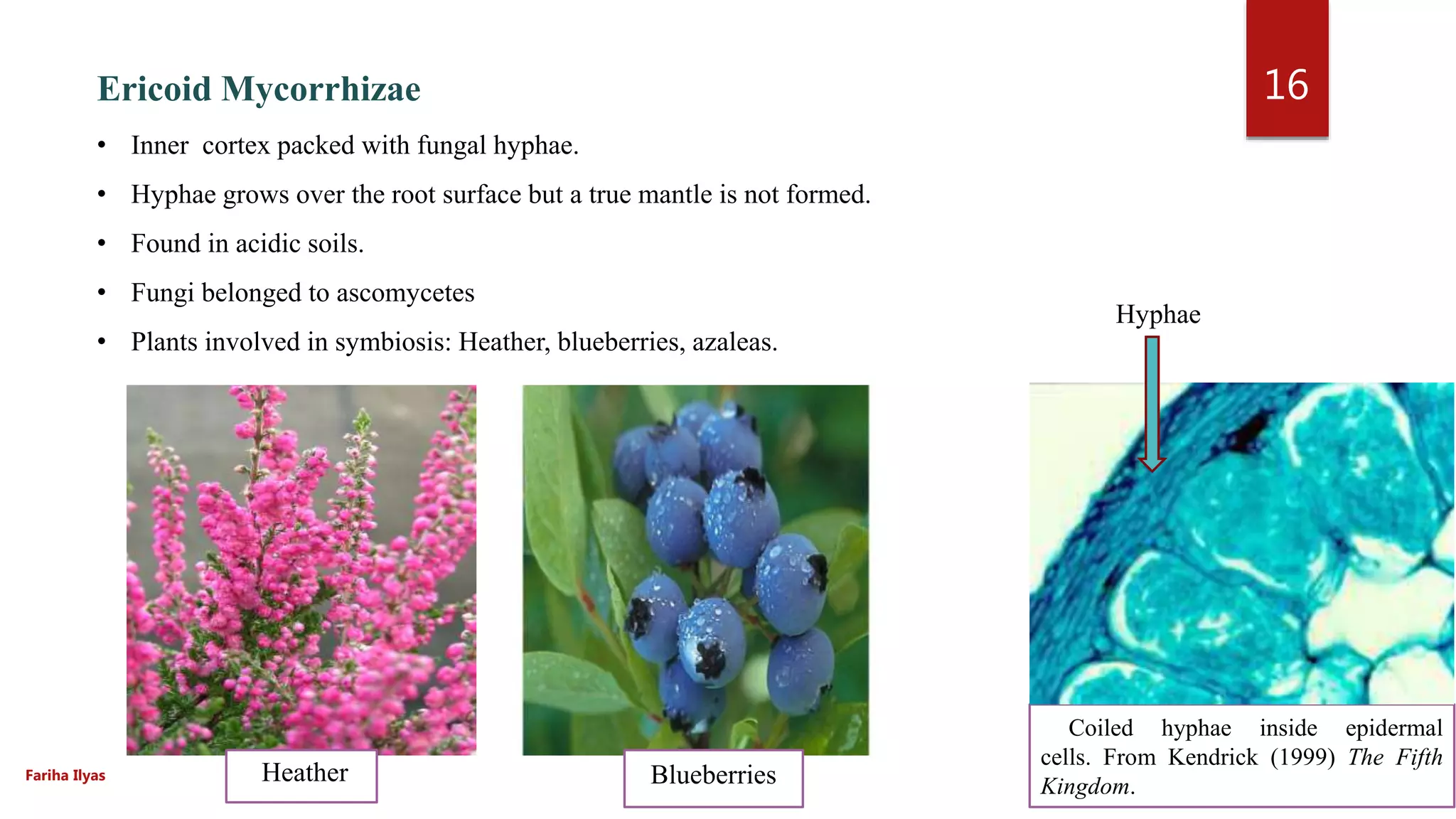 Mycorrhizal symbioses | PPTX