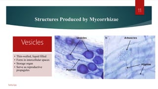 Mycorrhizal symbioses | PPTX