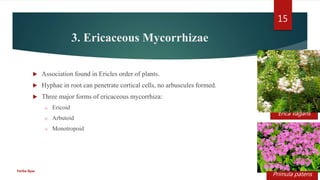 Mycorrhizal symbioses | PPTX