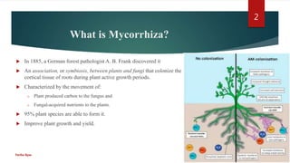 Mycorrhizal symbioses | PPTX