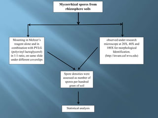 Mycorrhiza presentation for garizon university | PPT
