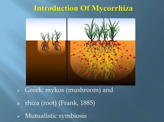 Mycorrhiza presentation for garizon university | PPT