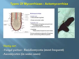 Mycorrhiza presentation for garizon university | PPT
