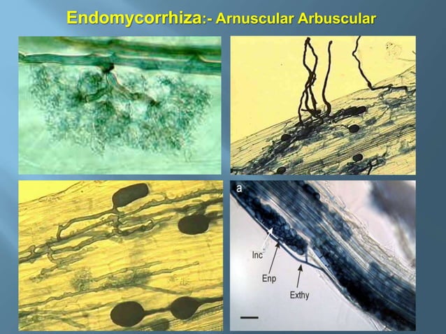 Mycorrhiza presentation for garizon university | PPT
