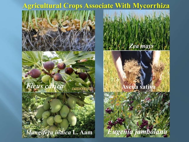 Mycorrhiza presentation for garizon university | PPT