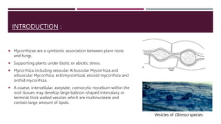 Mycorrhiza Vam and Am type and it's physiological and Ecological ...