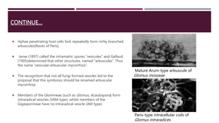 Mycorrhiza Vam and Am type and it's physiological and Ecological ...