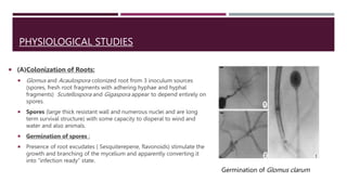 Mycorrhiza Vam and Am type and it's physiological and Ecological ...
