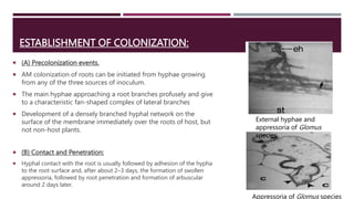 Mycorrhiza Vam and Am type and it's physiological and Ecological ...