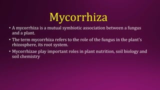 Mycorrhiza | PPTX