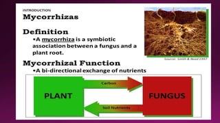 Mycorrhiza | PPTX