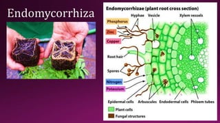 Endomycorrhizal Slide