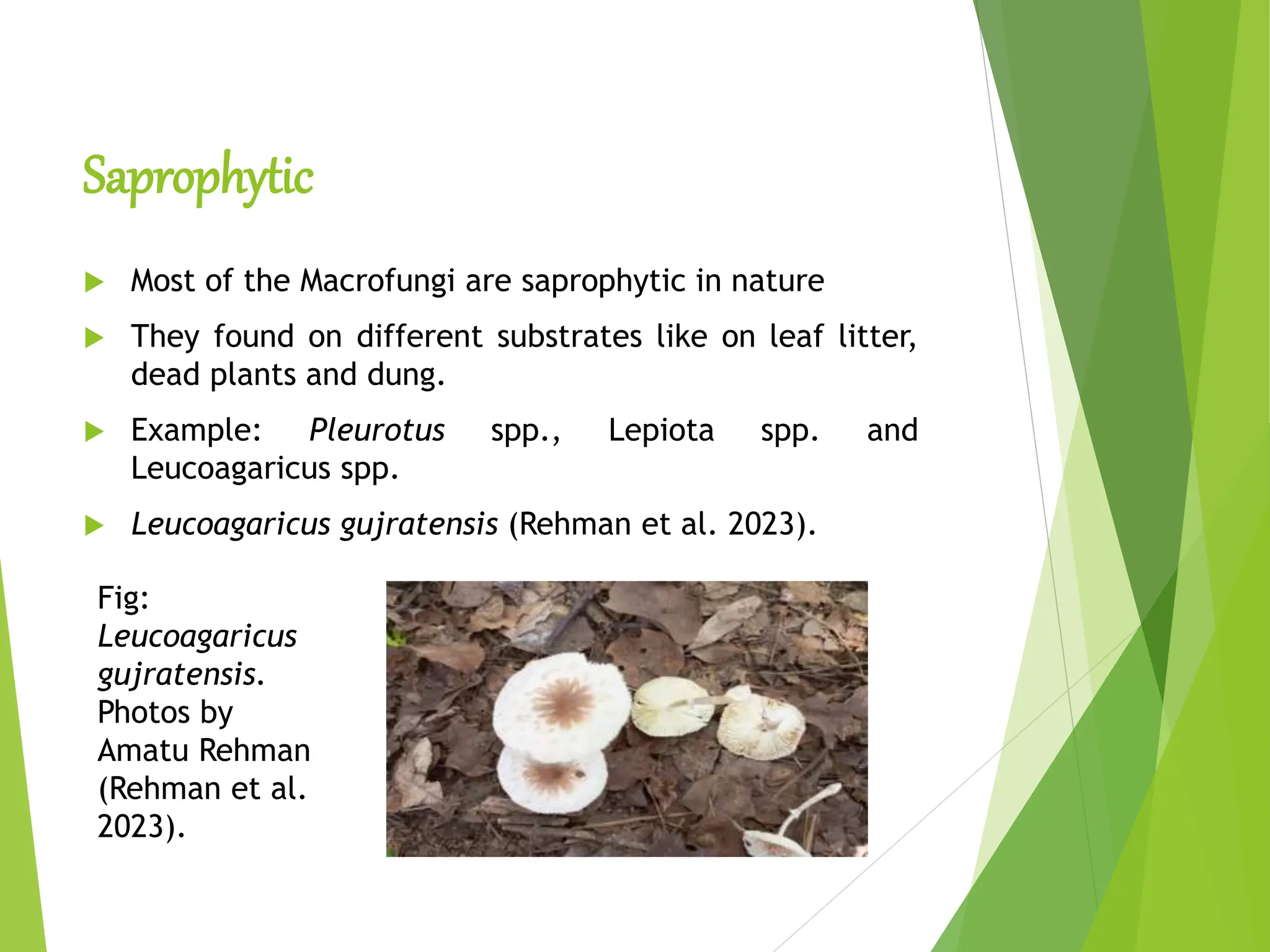 Mycosociology presentation by Amatu Rehman.pptx