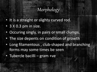 Mycobacterium tuberculosis | PPT