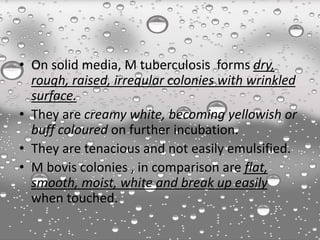 Mycobacterium tuberculosis | PPT