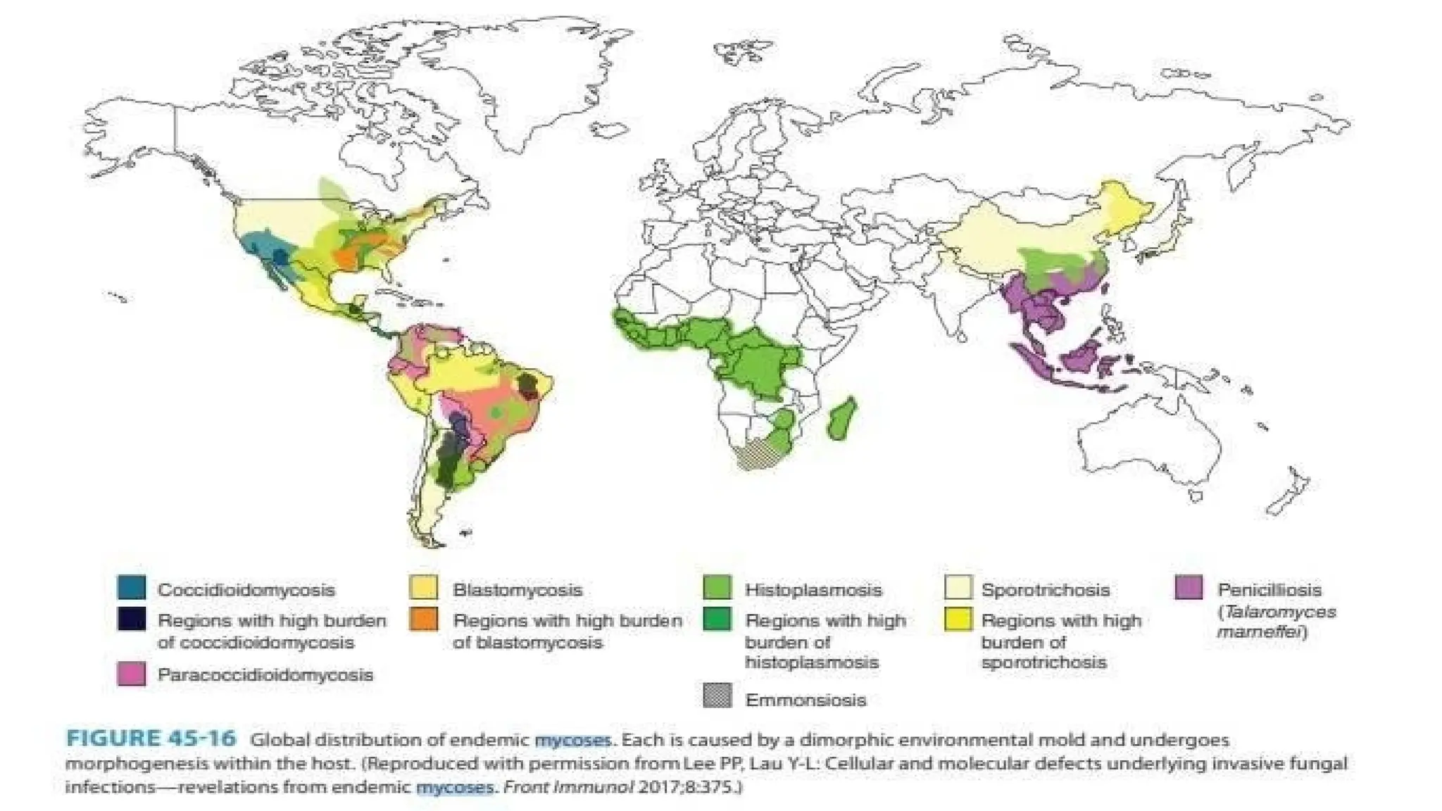 Mycotic Diseases Microbiology Powerpoint | PPTX