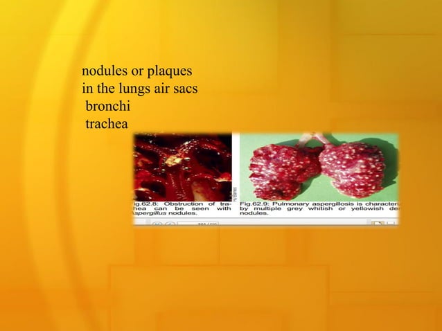 mycotic infection in poutry Asperglosis.pdf | Lung and Respiratory ...
