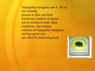 mycotic infection in poutry Asperglosis.pdf