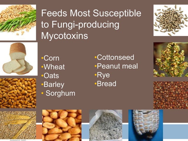 Mycotoxicoses | PPTX | Digestive Disorders | Diseases and Conditions