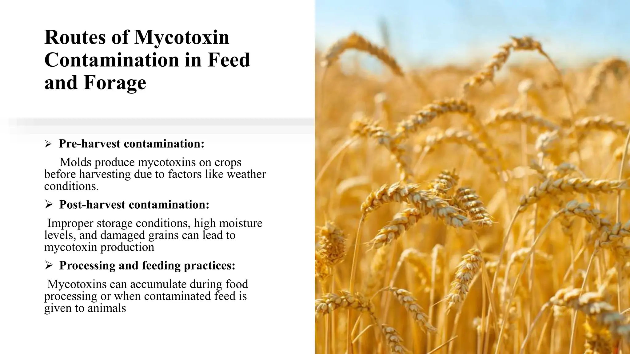 Mycotoxicosis a Hidden Challenge by Prof.Khan.pptx
