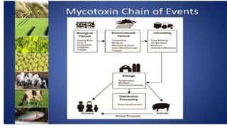 Mycotoxin.pptx