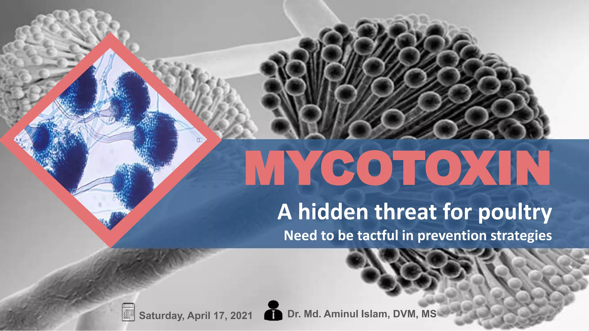 Mycotoxin, a hidden threat for poultry, need to be tactful in ...