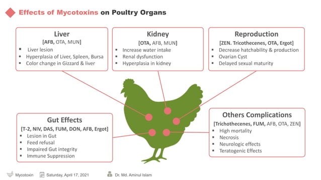 Mycotoxin, a hidden threat for poultry, need to be tactful in ...