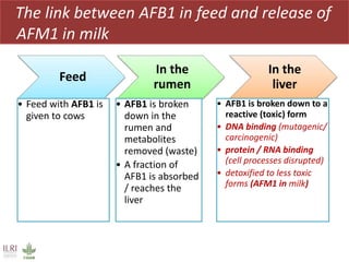 Mycotoxin binders: An option for safer milk in Kenya? | PDF