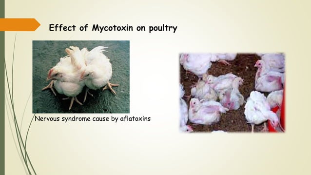 Mycotoxin in poultry feeds ppt | PPTX