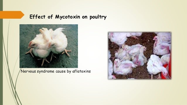 Mycotoxin in poultry feeds ppt