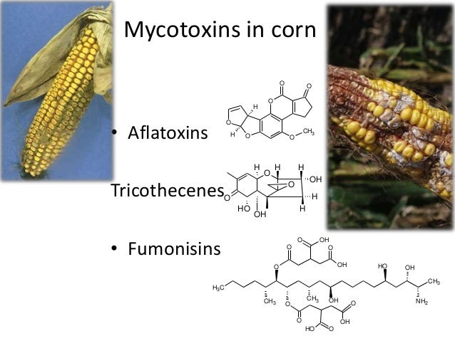 Mycotoxins