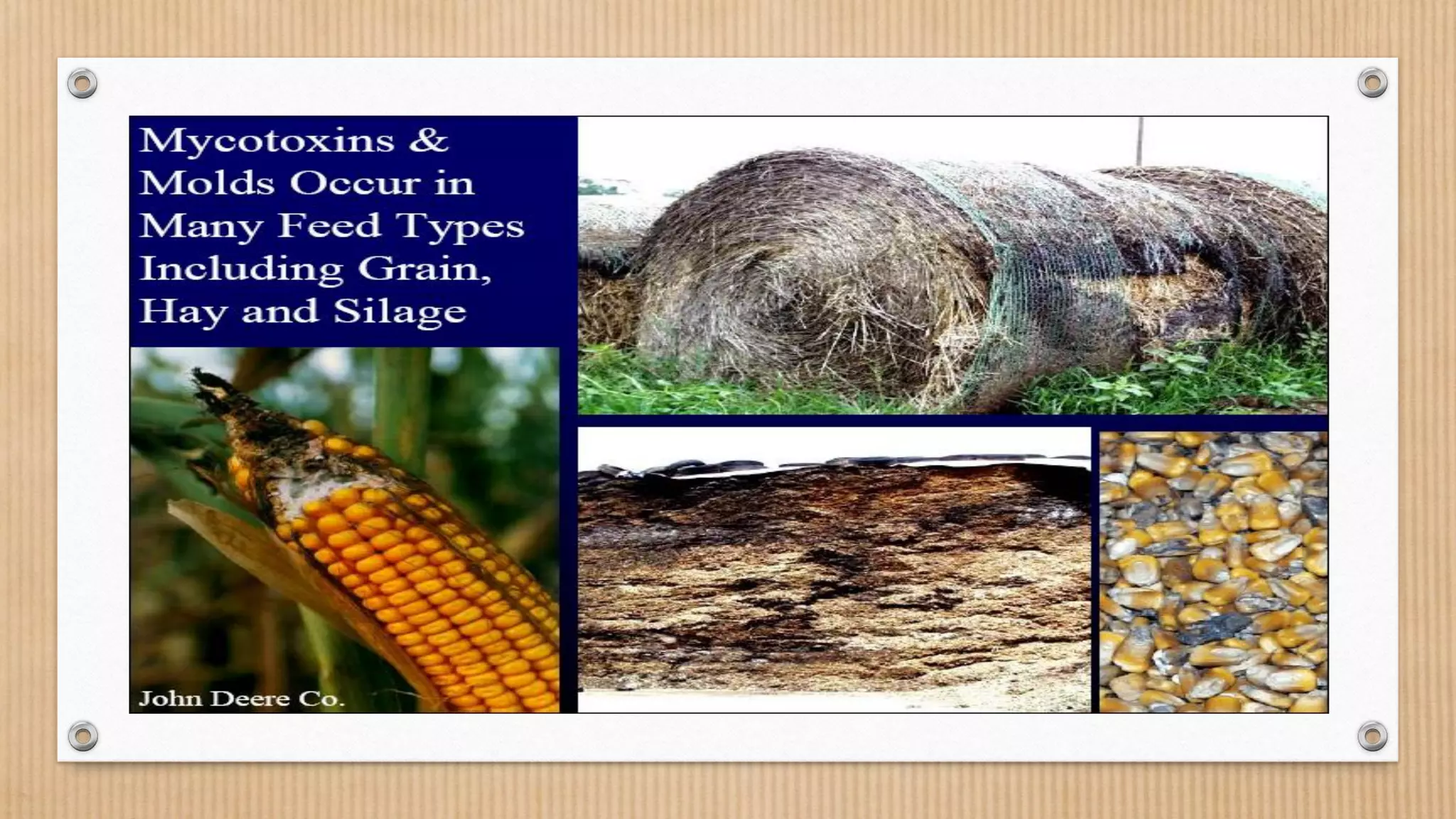 Mycotoxins | PDF