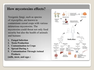 Mycotoxins in Food causes food spoilage and disease | PPTX
