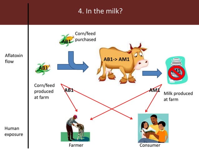 Mycotoxins in livestock systems in developing countries | PPT