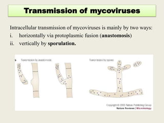 Mycoviruses in plant disease management final | PPTX