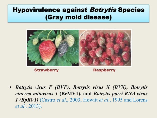 Mycoviruses in plant disease management final | PPT
