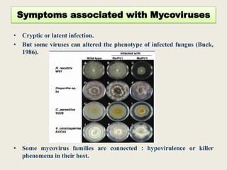 Mycoviruses in plant disease management final | PPT