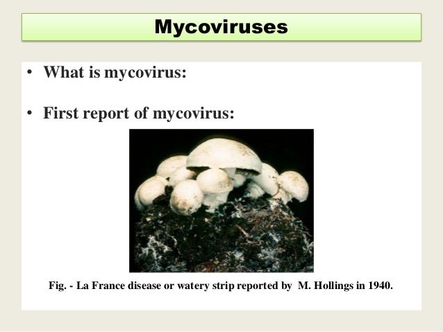 Mycoviruses in plant disease management final