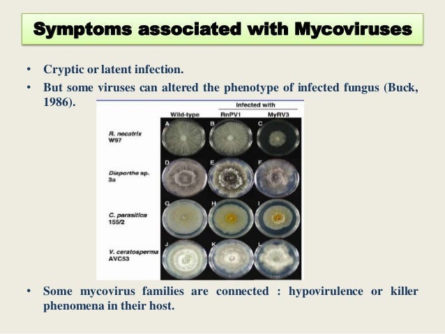 Mycoviruses in plant disease management final